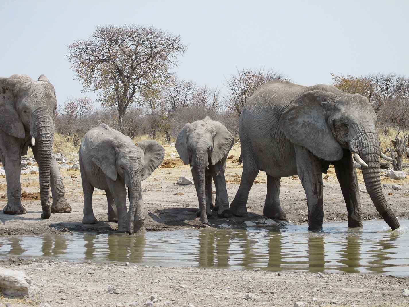 Tous mes conseils pour un safari en Afrique réussi